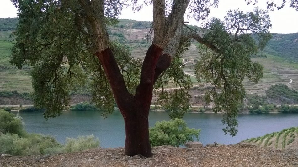 Douro Valley cork trees – Jorge Miguel Matias – Wine & Tours