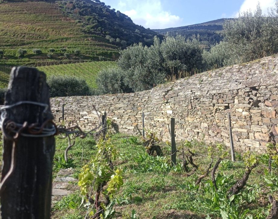 Schist Stone Posts: Pillars of the Douro Valley’s Vineyards – Jorge ...