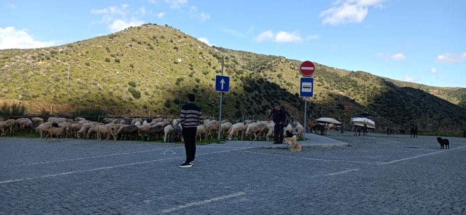 Animal Production in the Douro Valley: A Marginal but Valuable Practice ...