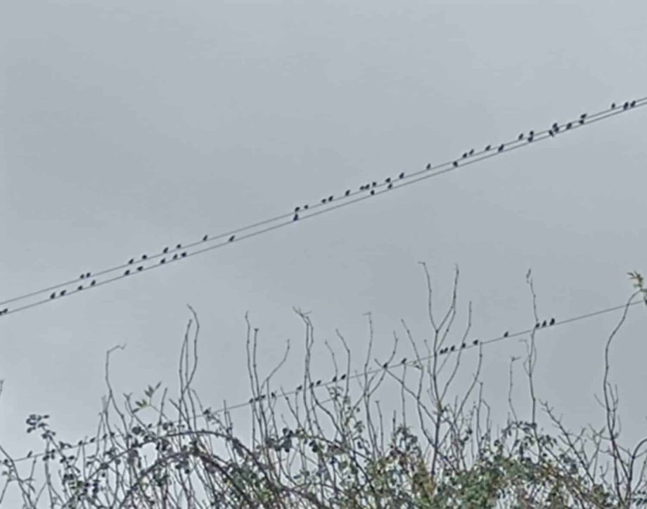 The Small Birds of the Douro Valley: Nature’s Aerial Symphony – Jorge ...